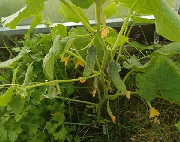 Коллекционные семена огурца Заготовкин F1