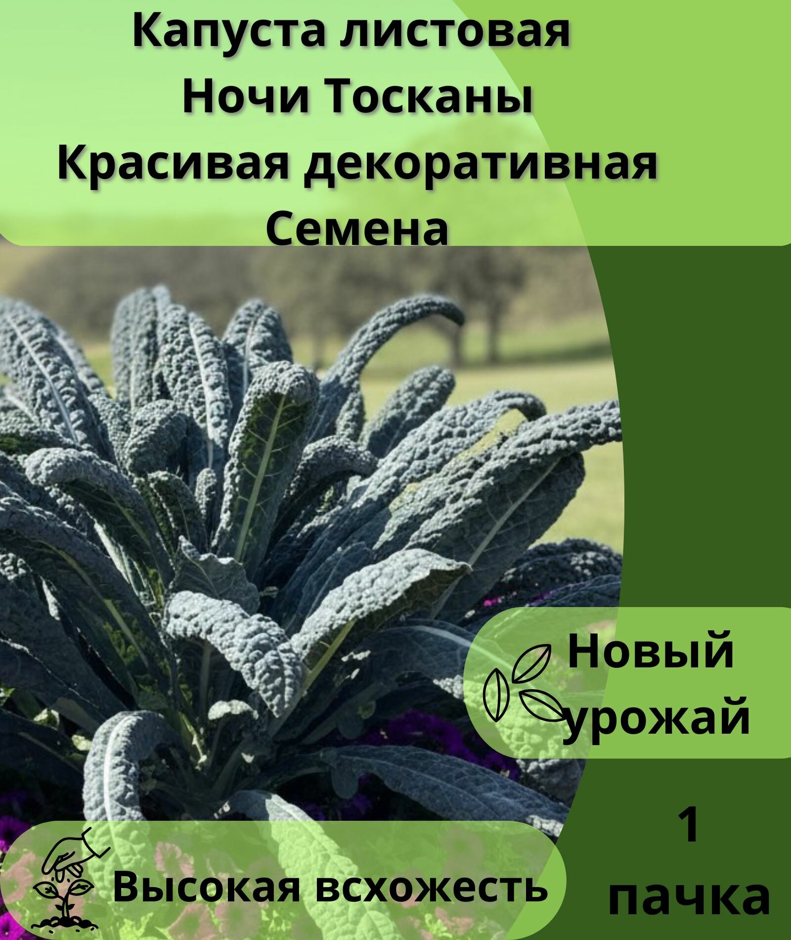 Капуста листовая (кале) ночи тосканы - Красивая, декоративная, семена 10шт