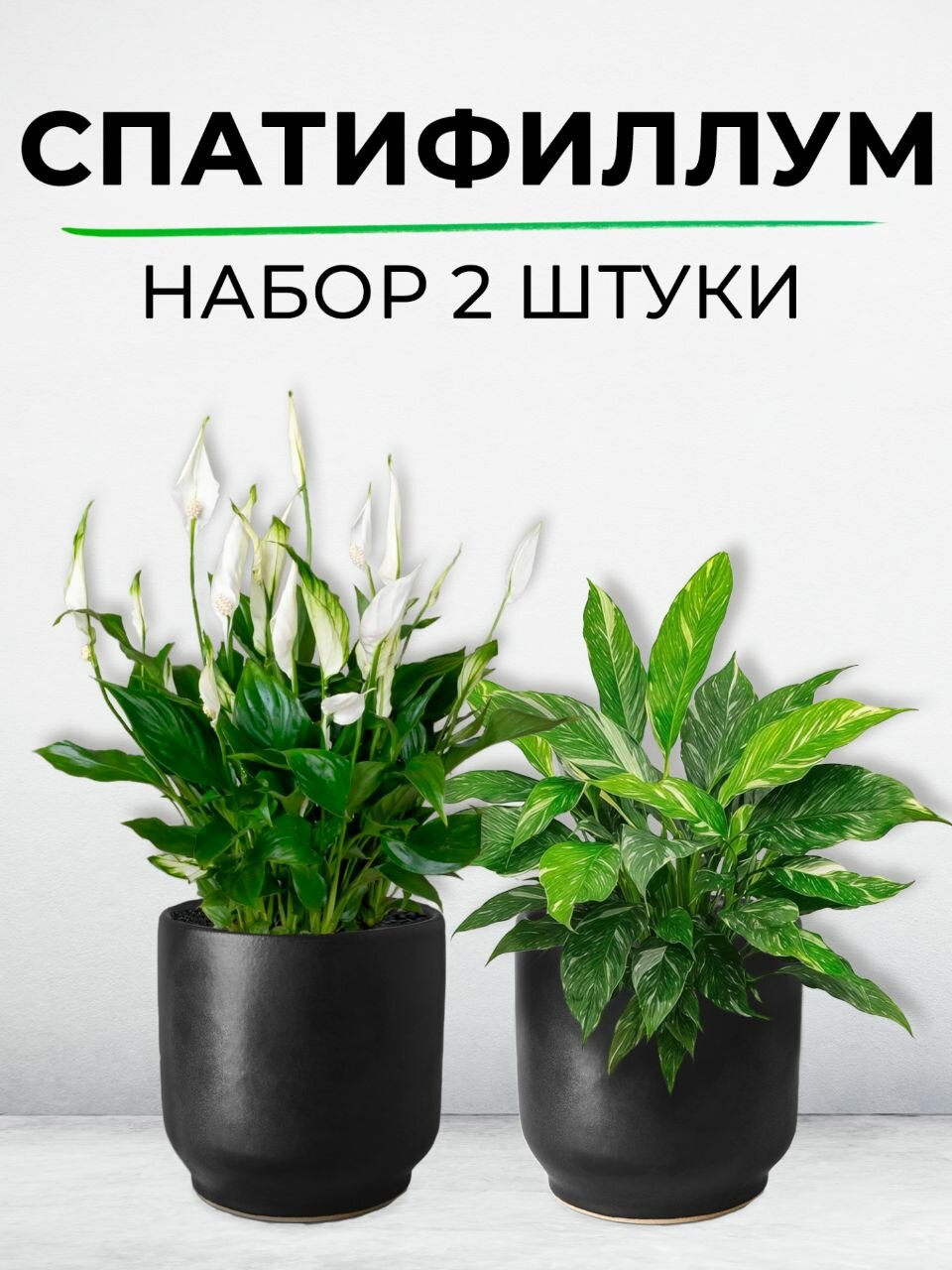 Набор GREEN TOWN "Спатифиллум", спатифиллумы Вариегатный и Шопен, 2 шт, живые