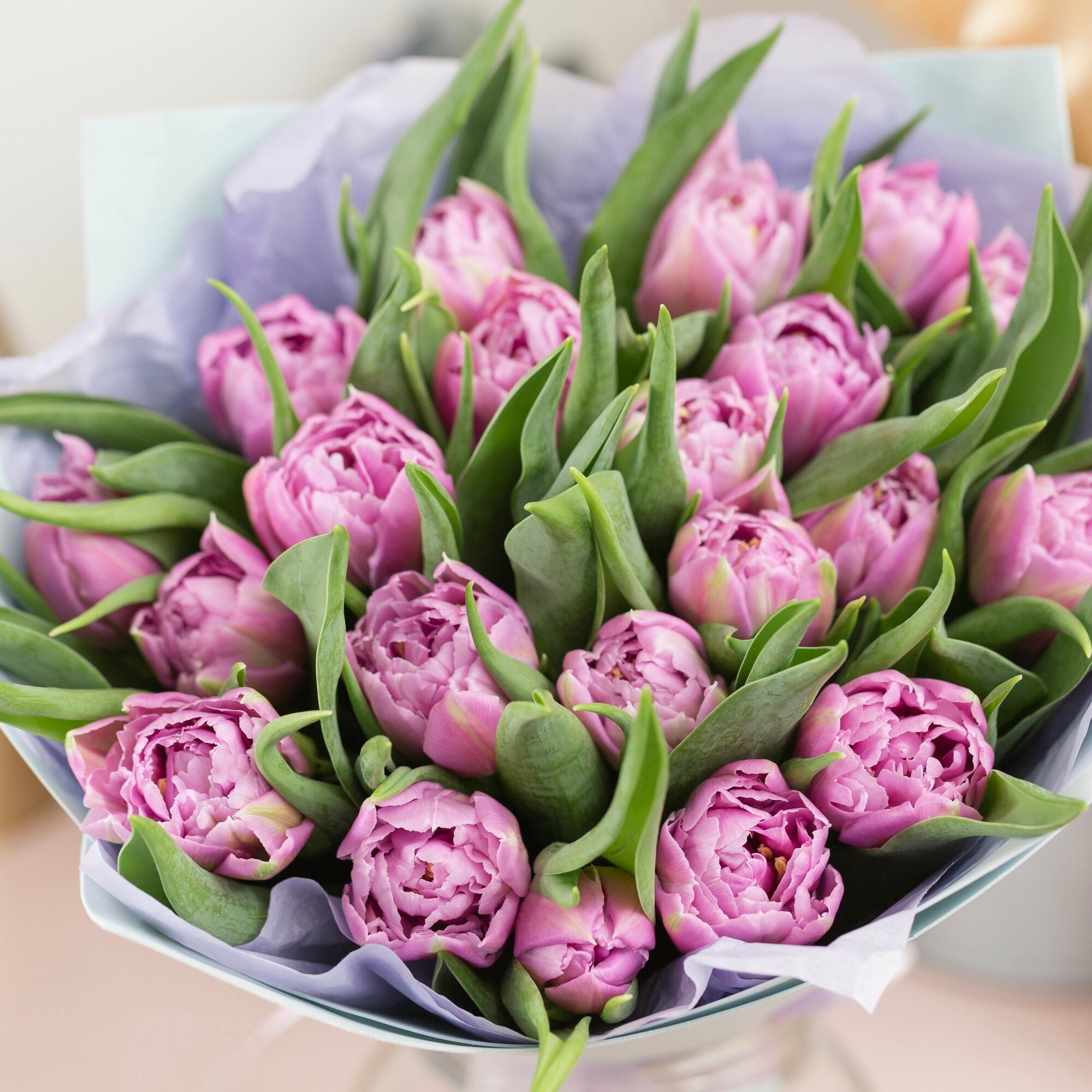 Букет живых цветов, тюльпаны пиновидные, 21 шт