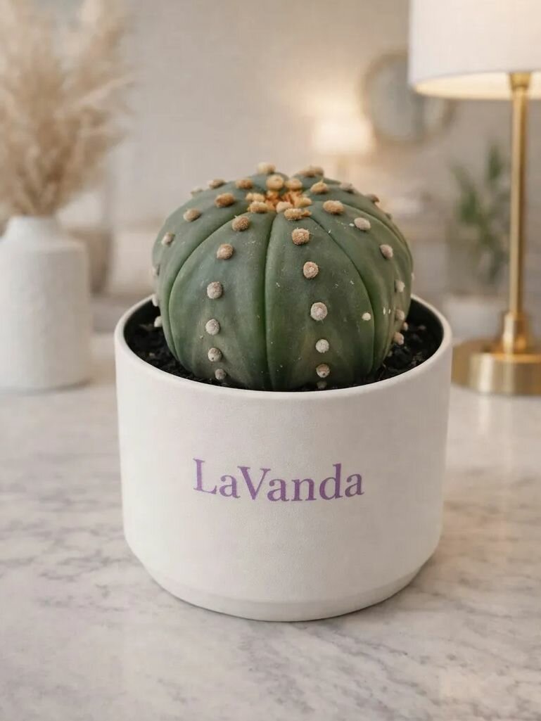 Астрофитум Супер Кабуто (Astrophytum Asterias) Коллекционный кактус, Суккулент, Живое растение