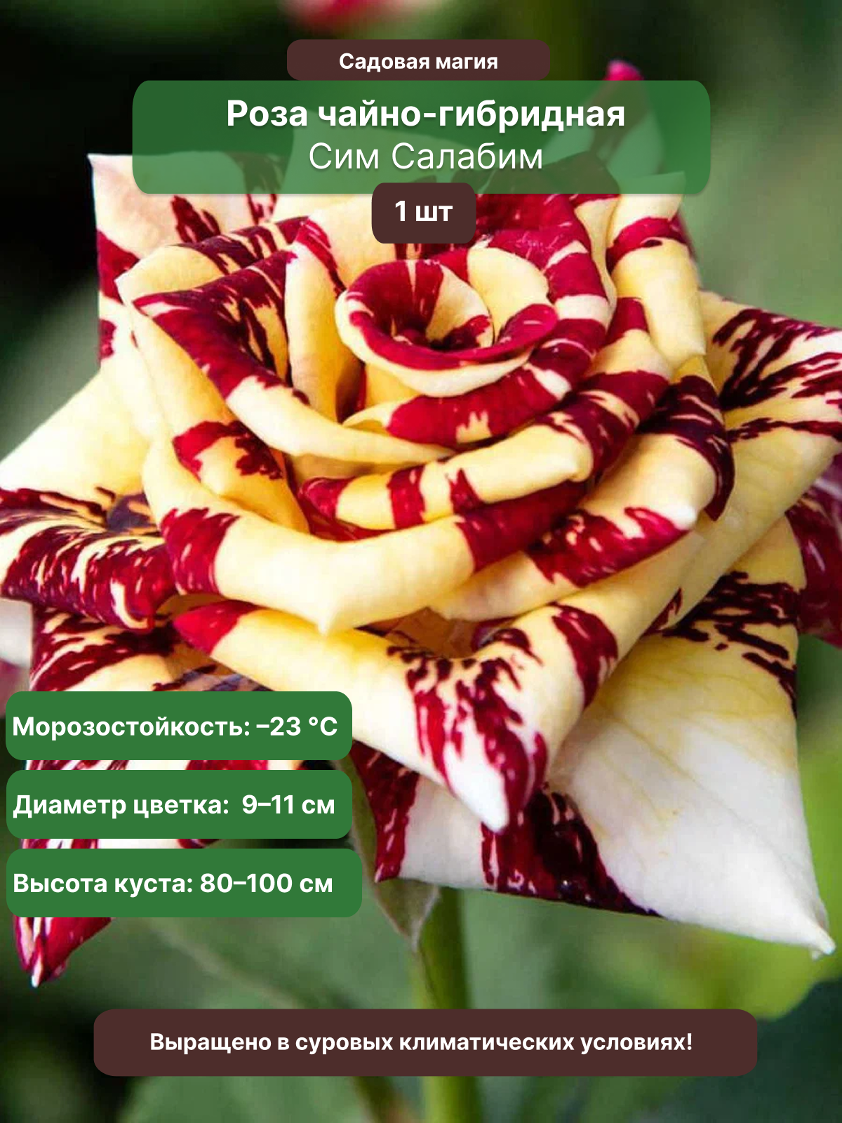 Роза Сим Салабим, чайно-гибридный сорт, многолетняя, 45 см, жёлтая, тёмно-бордовая