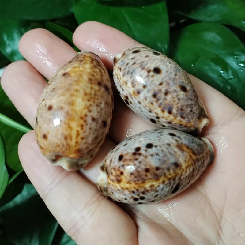 Ракушки Каури рыси 3 шт.