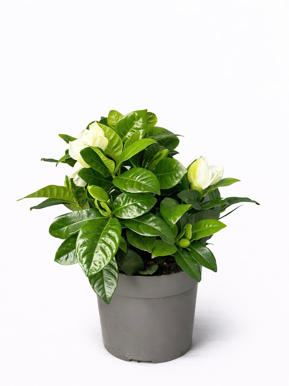 Гардения (Gardenia) 14см