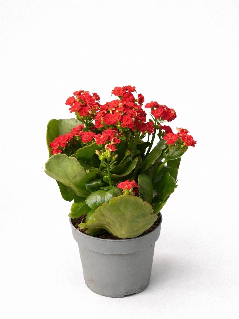 Каланхоэ каландива красное (Kalandiva kalanchoe "Red") 12см