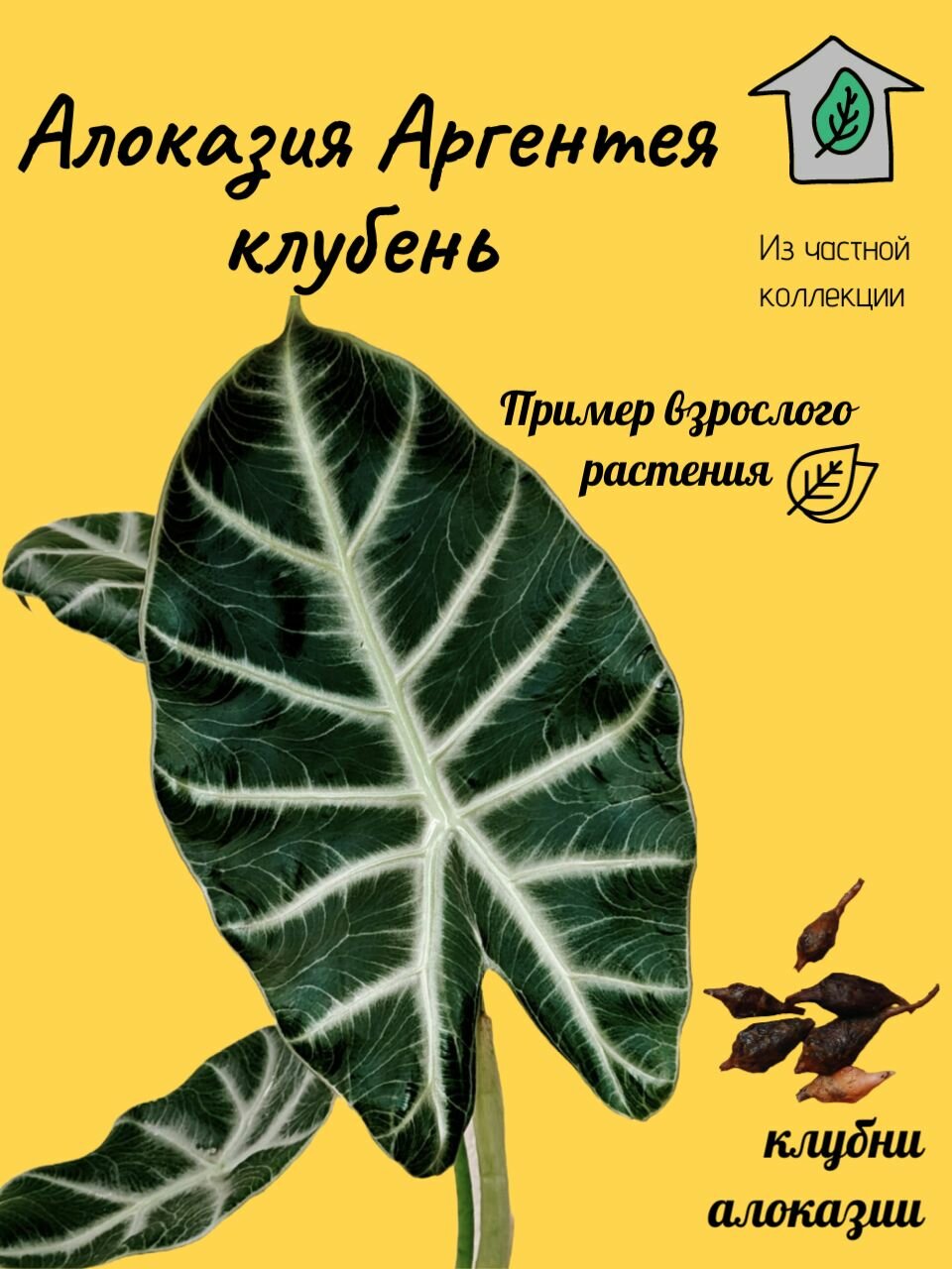 Алоказия Аргентея / клубень
