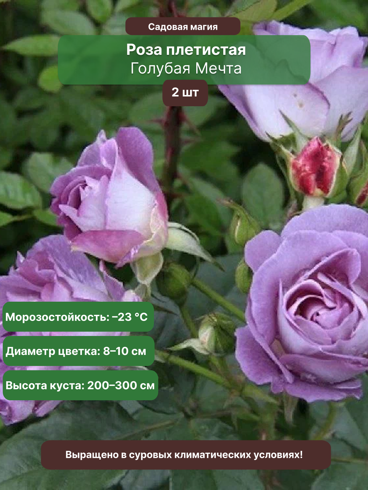 Роза плетистая Голубая Мечта , 2 саж . многолетняя . сиреневая