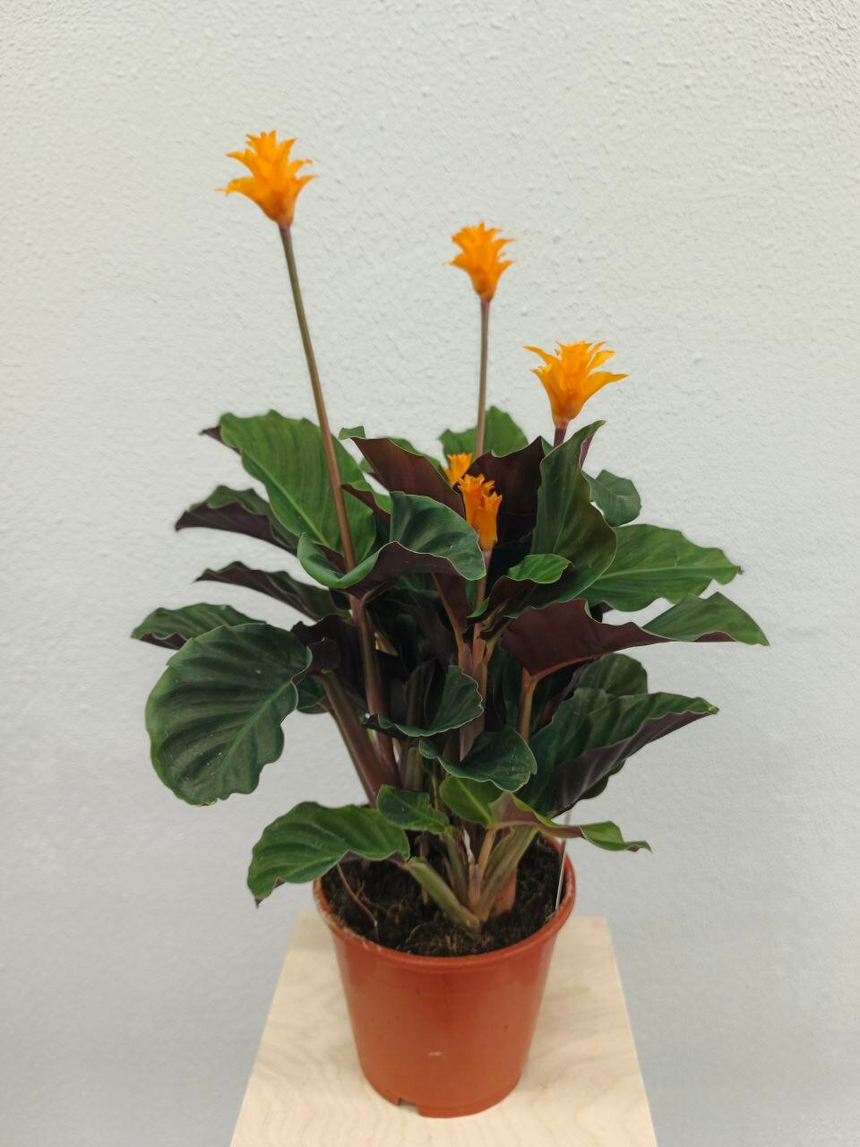 Растение Калатея Цветочная Лавка "Кроката Шафранная", декоративно-цветущее, многолетнее, 50см