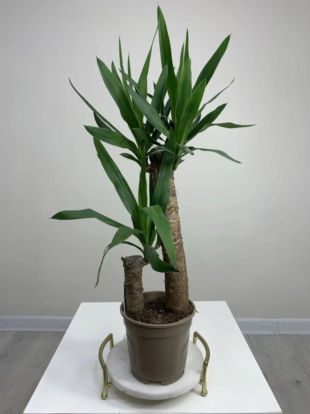 Пальма Юкка 2в1 комнатное растение в горшке d17 cm на подарок