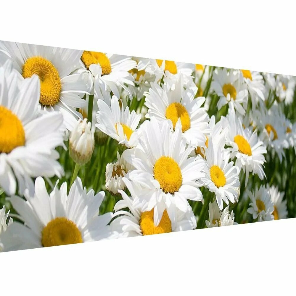 Алмазная мозаика "Маленькая белая хризантема" / Алмазная вышивка / Круглая картина стразами Полная выкладка 140х50 см размер холста, 135х45 см размер картины(без подрамника, без рамки)