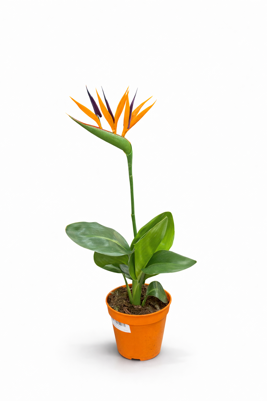 Стрелиция королевская (Strelitzia reginae) 12см
