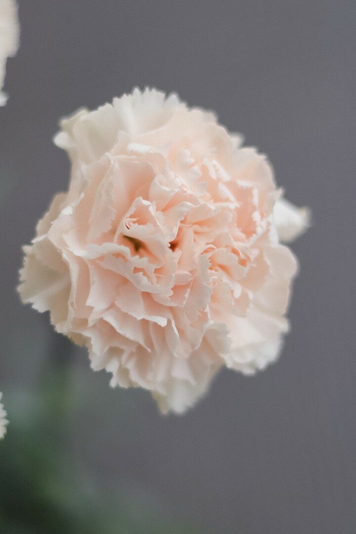 Гвоздика брют Колумбия высота 65 см от Магазина цветов Долина Ситтим 1 шт. (поштучно)