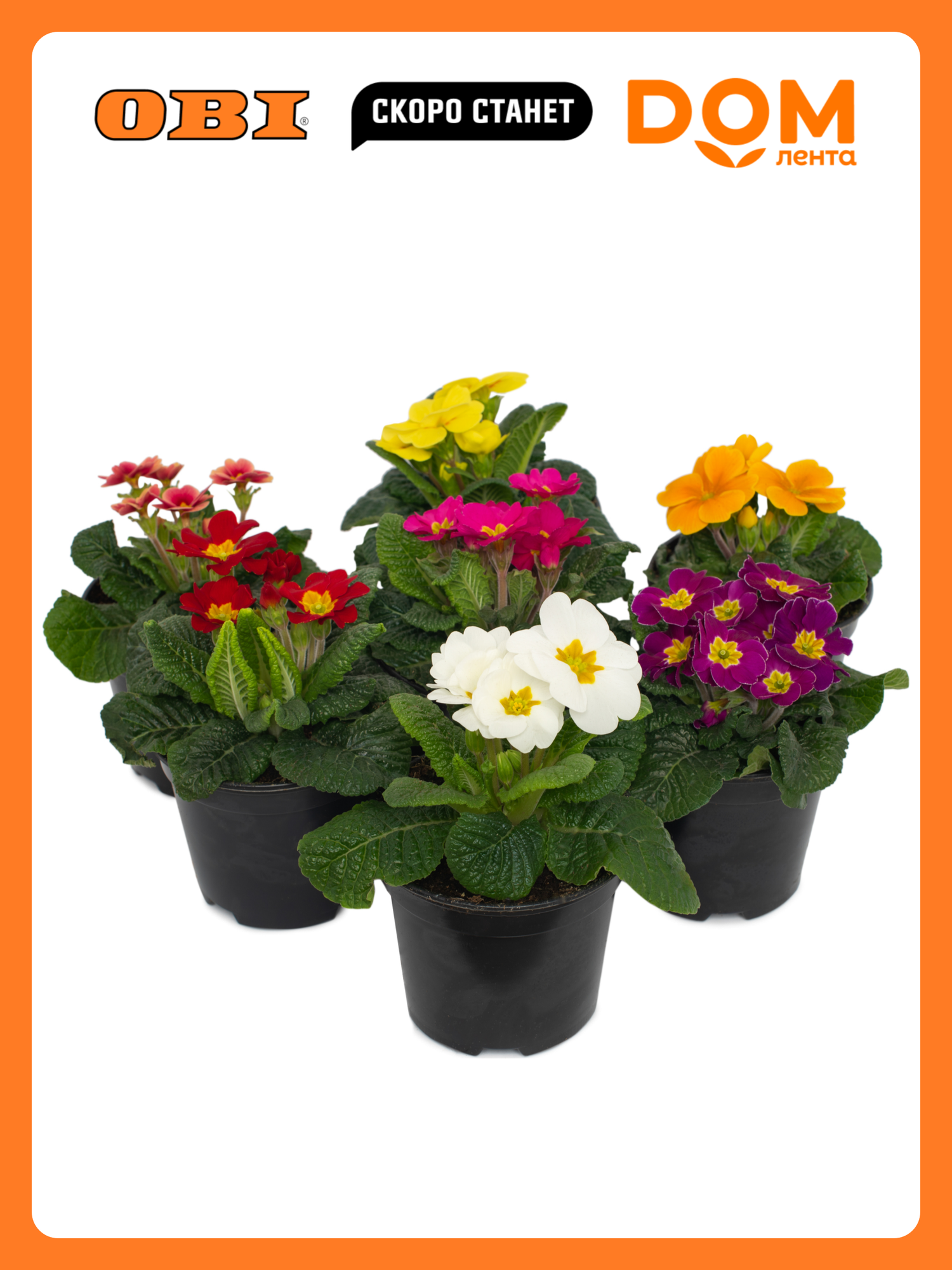 Растение Примула короткостебельная первоцвет в горшке 11 см в ассортименте