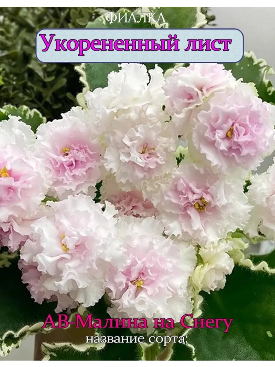 Фиалка живая в горшке комнатная сорт АВ-Малина на Снегу (укорененный лист) 1 штука