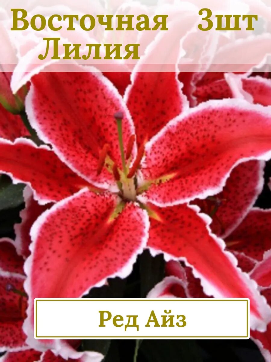 Лилия Восточная махровая, многолетние цветы, луковицы 3 шт