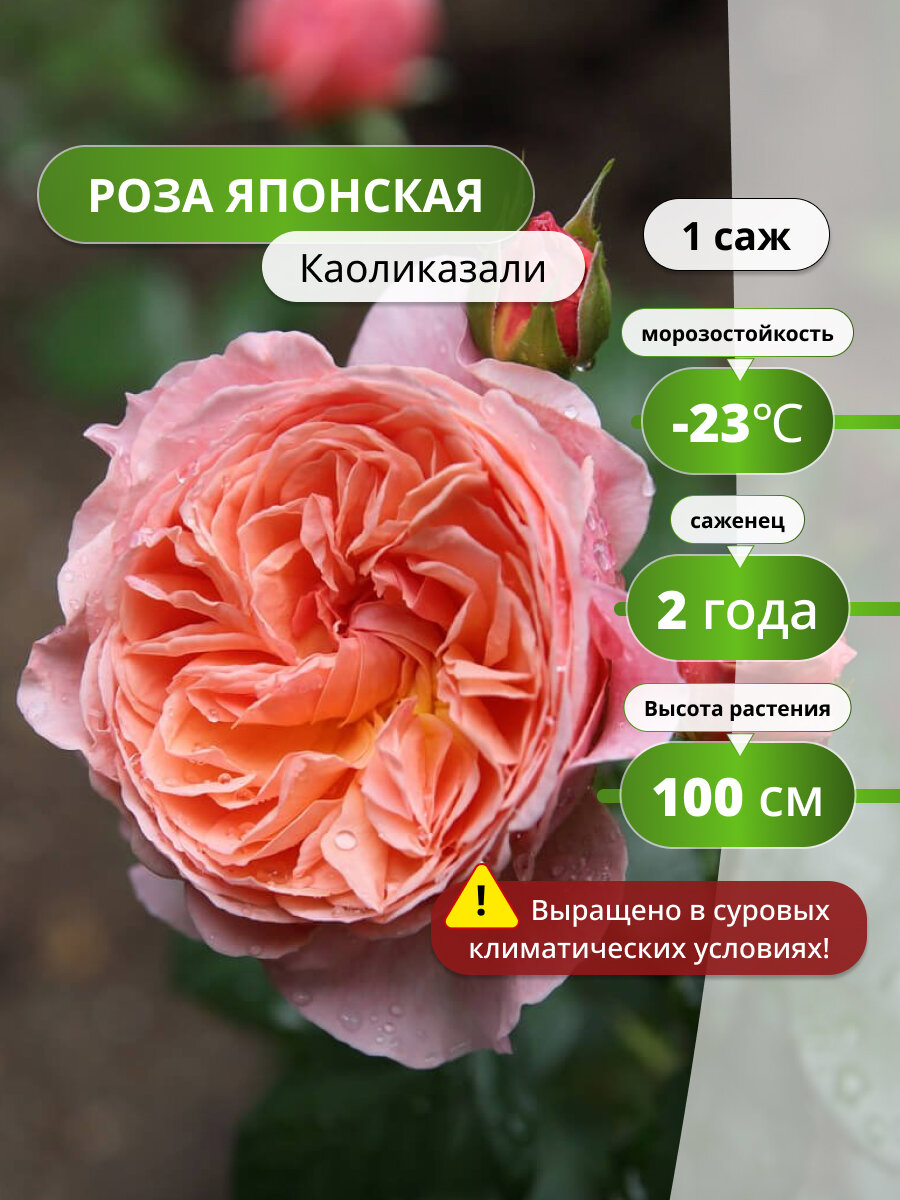 Роза японская Каоликазали (Kaolikazali), 1 розы, ароматный, непрерывноцветущий