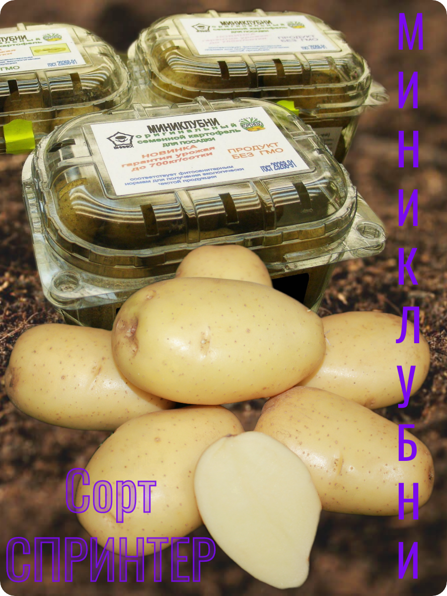 Картофель семенной ООО Агроцентр "Коренево" "Спринтер", раннеспелый сорт, категория миниклубни, 0,3 кг