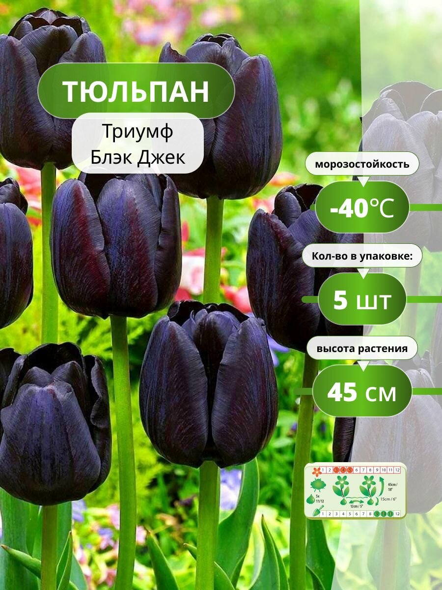 Тюльпан Триумф Блэк Джек 5 лук / луковичные многолетние цветы