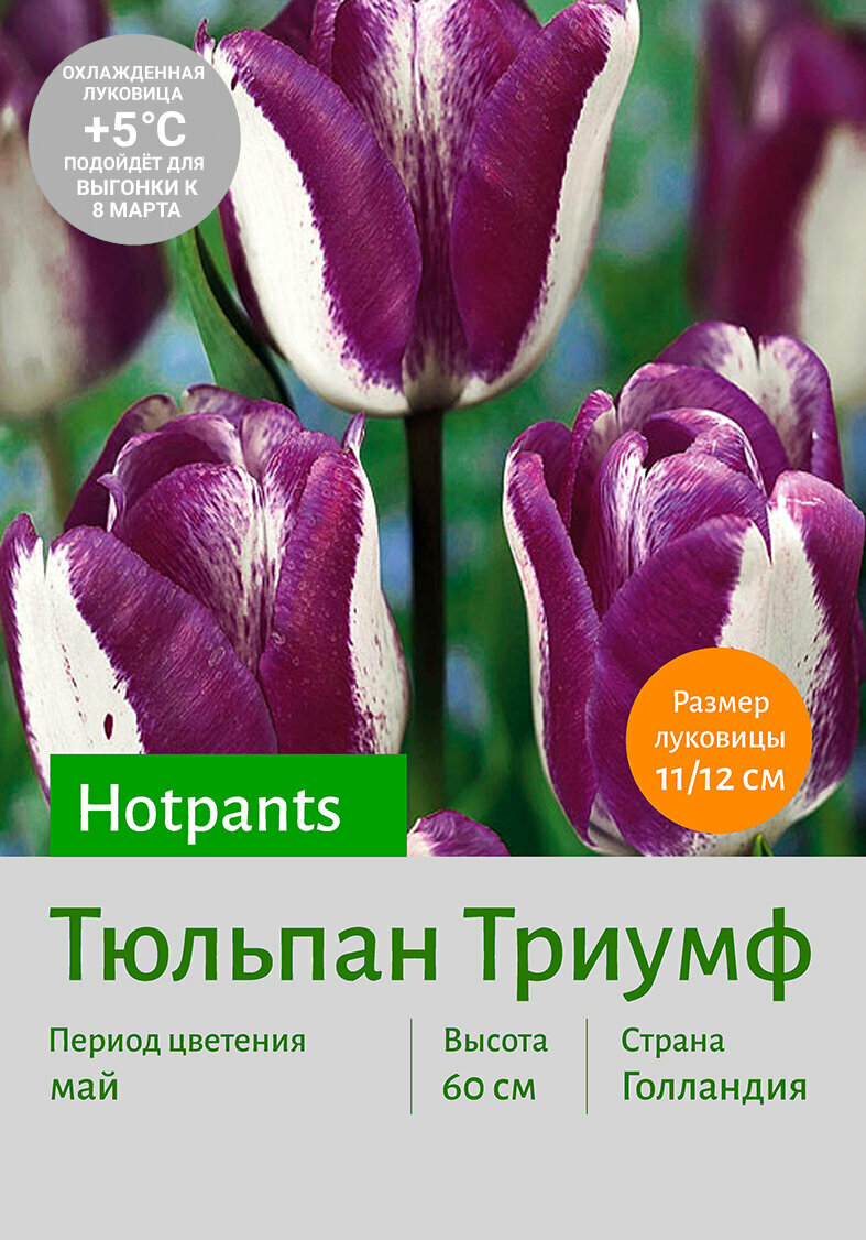 Тюльпан Хотпэнтс (Hotpants) Триумф луковицы 3 шт сотка