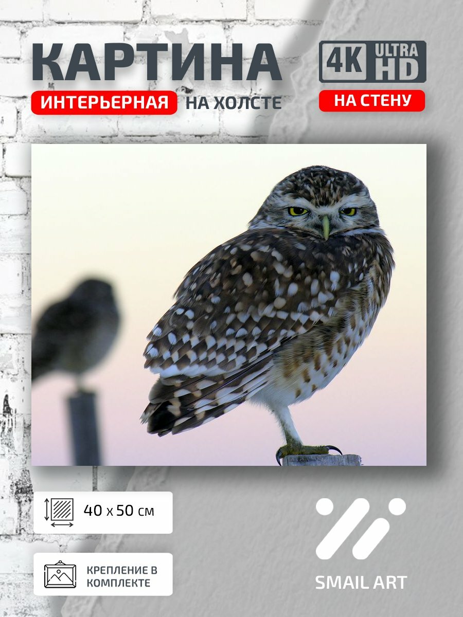 Картина на холсте интерьерная 40 на 50 на стену Сова Animal для детской animal style декор