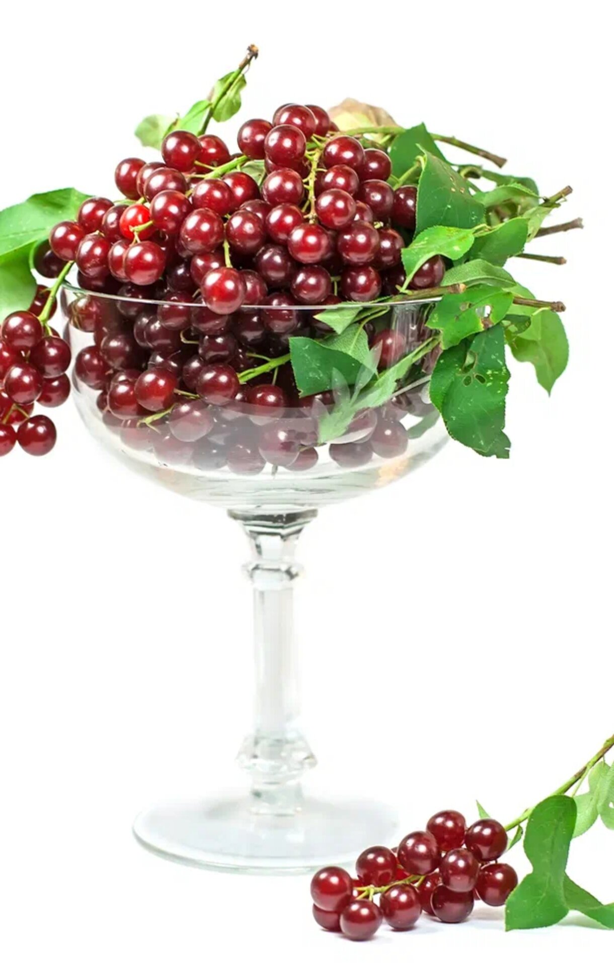 Черемуха красная. Ягоды сушеные. 500г.