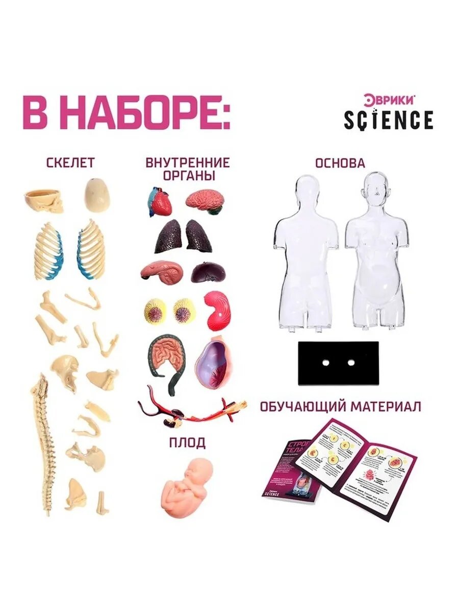 Образовательный набор для изучения тела и беременности