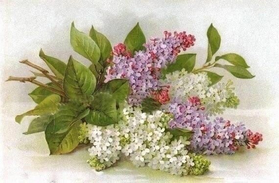 Набор материалов для вышивки "Ветки Сирени" принт А4 и ленты Мажестик (без инструкции)