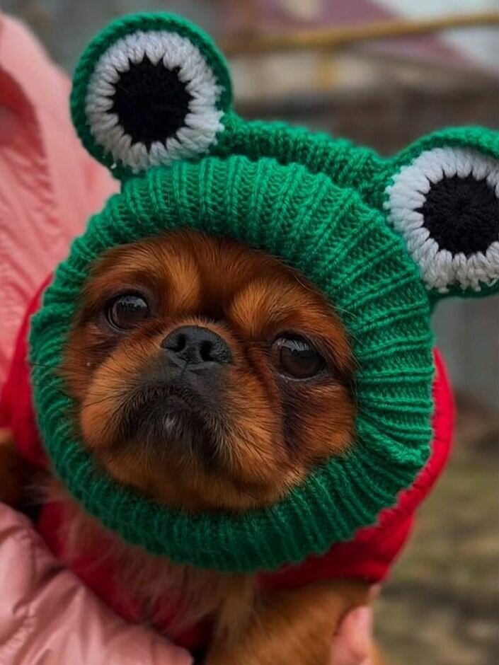 Украшение для животных