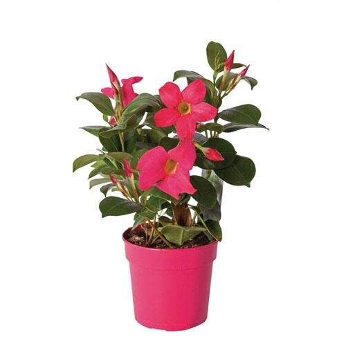 Мандевилла или Дипладения красная - Mandevilla D12 H25