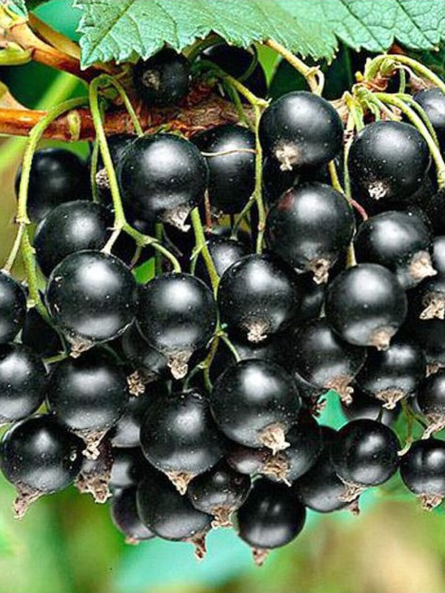 Смородина черная Черная Жемчужина, многолетняя, ЗКС, 1,5 - 2 года