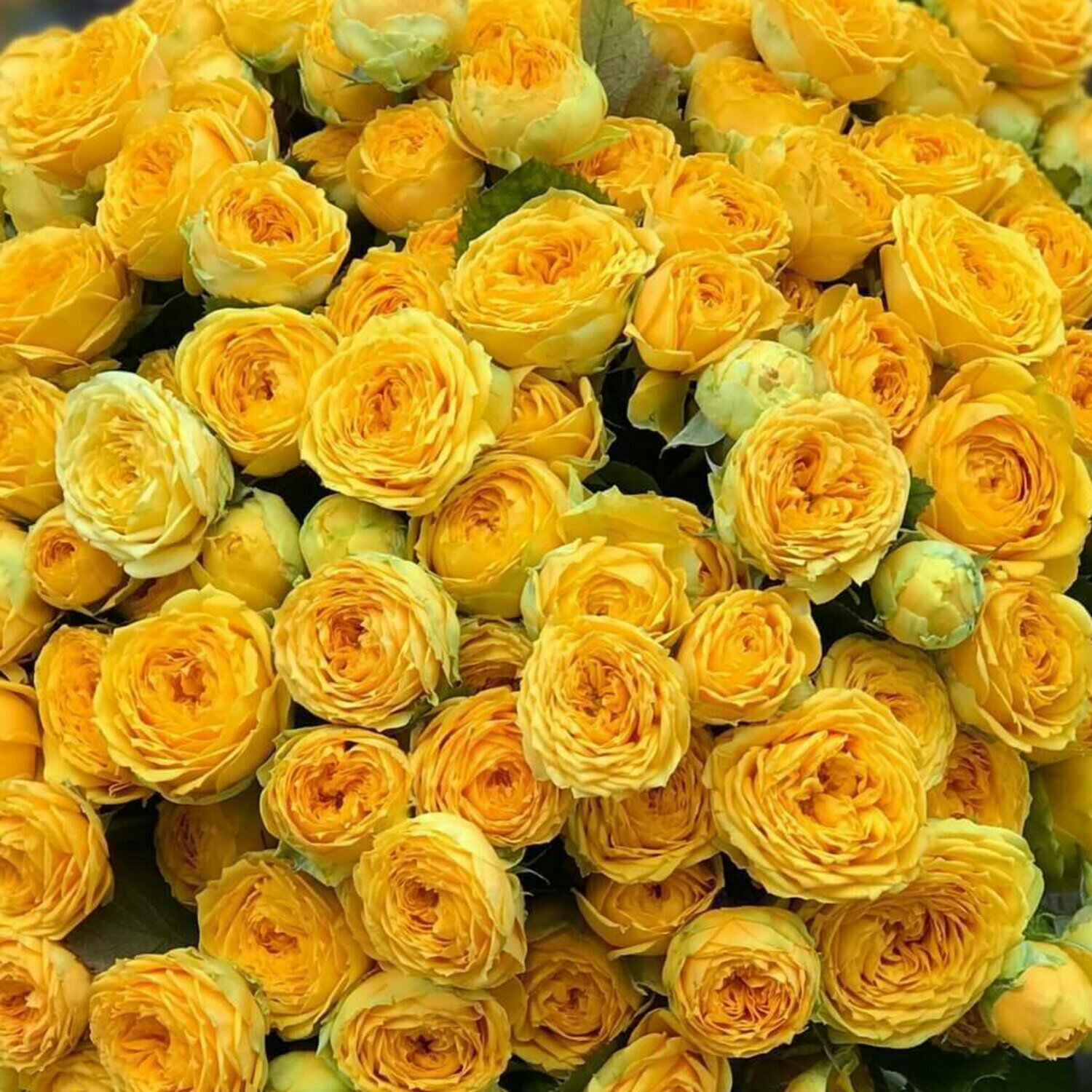 Роза спрей Луна Трендсеттер (Luna Trendsetter) / 2 шт, повторноцветущий сорт