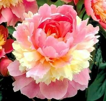 Пион Сорбет 1 шт