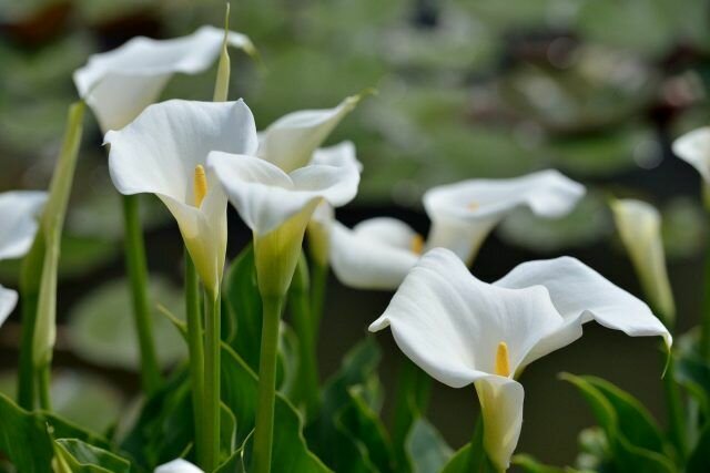 Калла Perle von Stuttgart 1шт