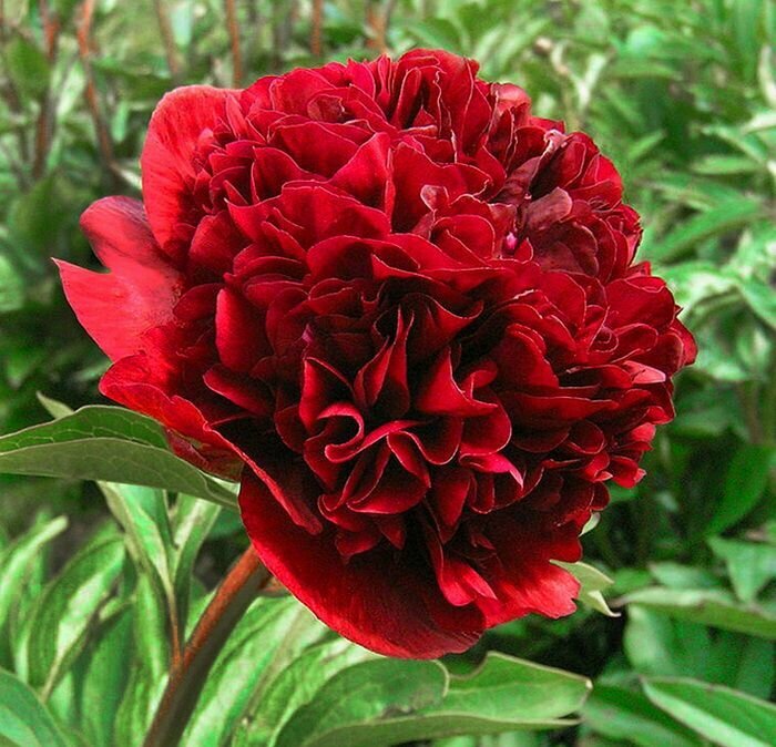 Пион Ред Дабл 1 шт