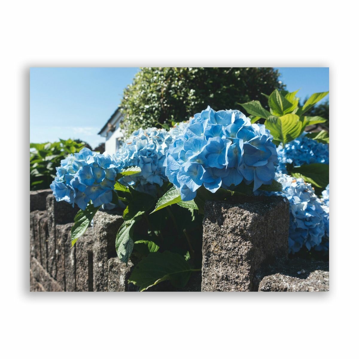 Постер цветы на бумаге / Гортензия / Размер 40 x 53 см