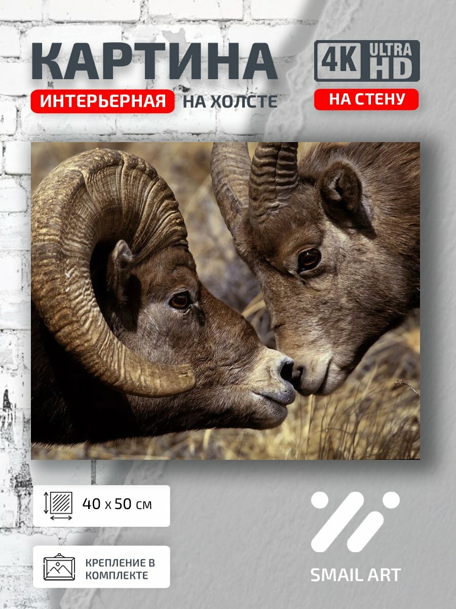 Картина на холсте интерьерная 40 на 50 на стену Козлы Mood для гостиной атмосфера интерьер