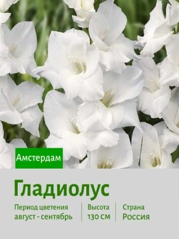 Гладиолус Амстердам луковицы 20 шт сотка