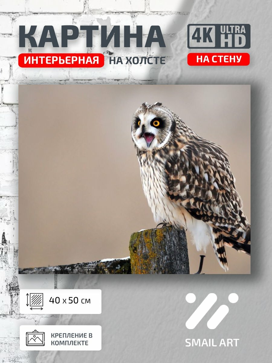 Картина на холсте интерьерная 40 на 50 на стену Сова Animal для кафе animal style интерьер