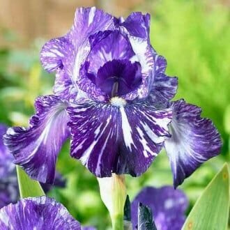 Ирис германский Батик луковицы, клубни, корни цветов