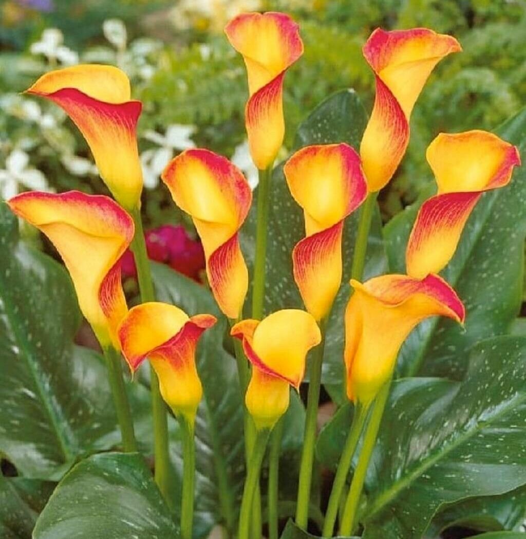 Калла Блади Мэри 1шт