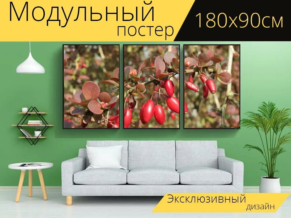 Модульный постер "Берберис, барбарис, ягода" 180 x 90 см. для интерьера