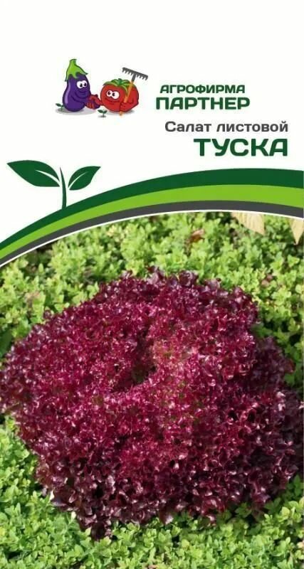 Партнер Салат листовой туска (15 Семена)
