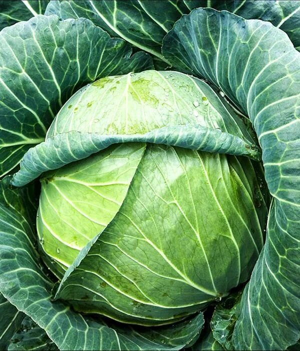 Коллекционные семена капусты б/к Пруктор F1