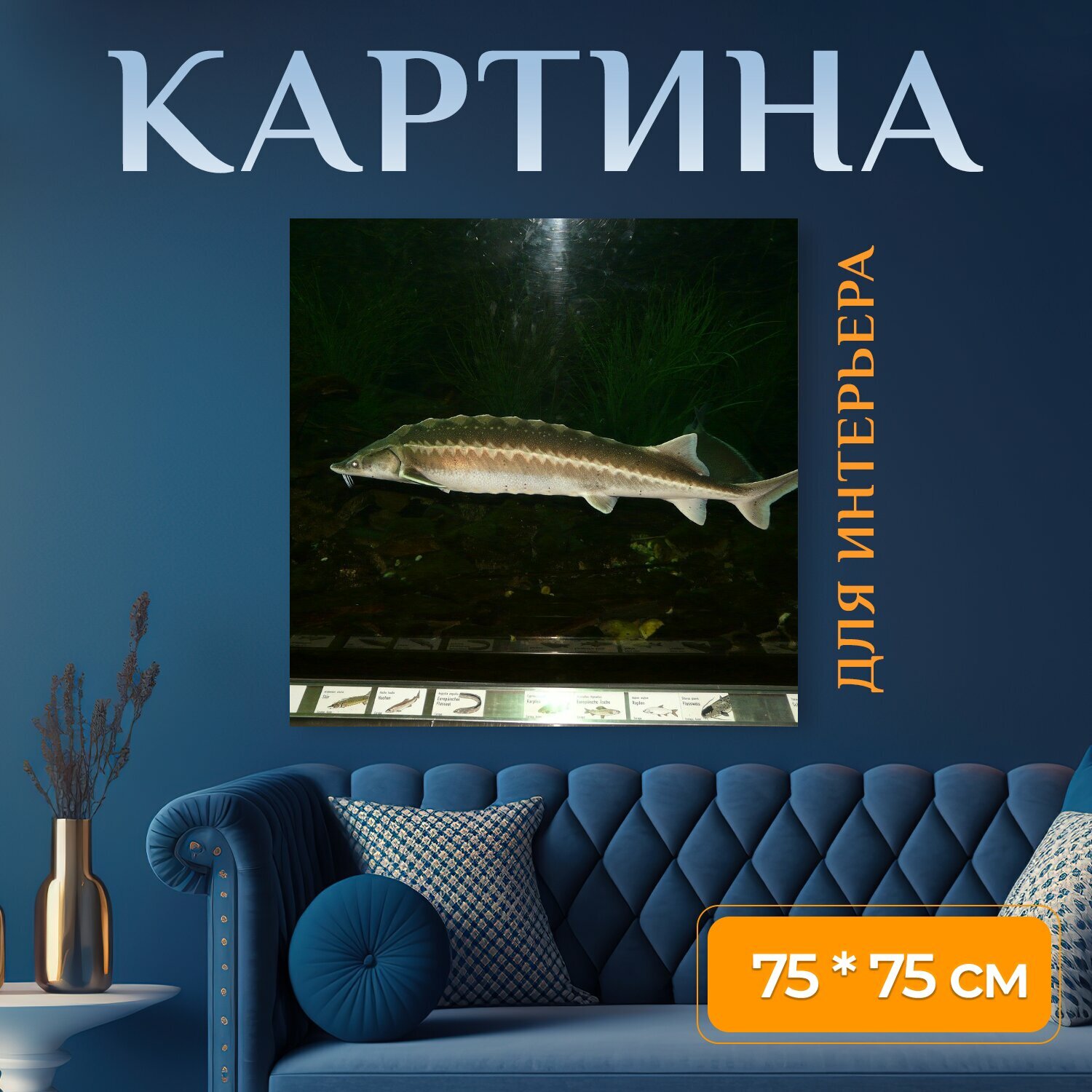 Картина на холсте "Европейский осетр, рыбы, плавать" на подрамнике 75х75 см. для интерьера