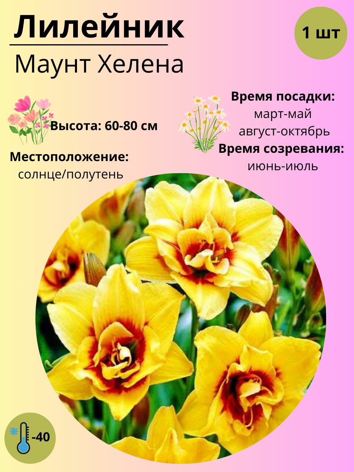 Лилейник Маунт Хелена, многолетние цветы