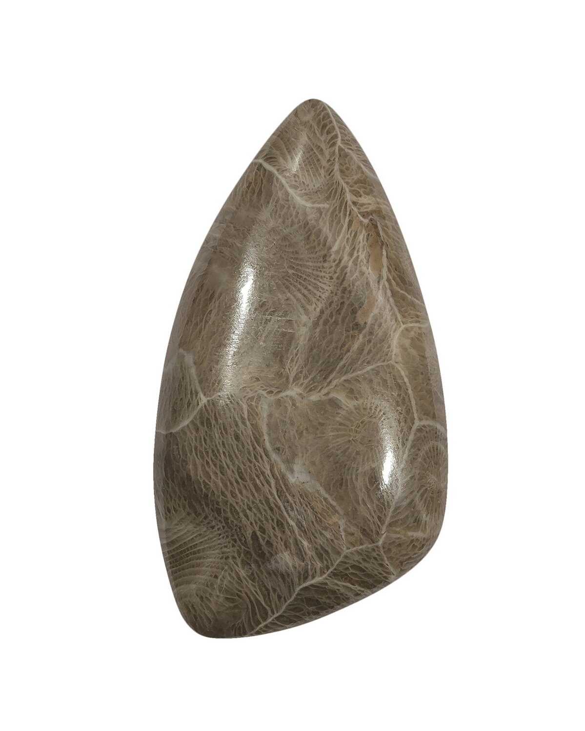 Кабошон Окаменелый коралл, размером: 61х33х6 мм, ископаемое.