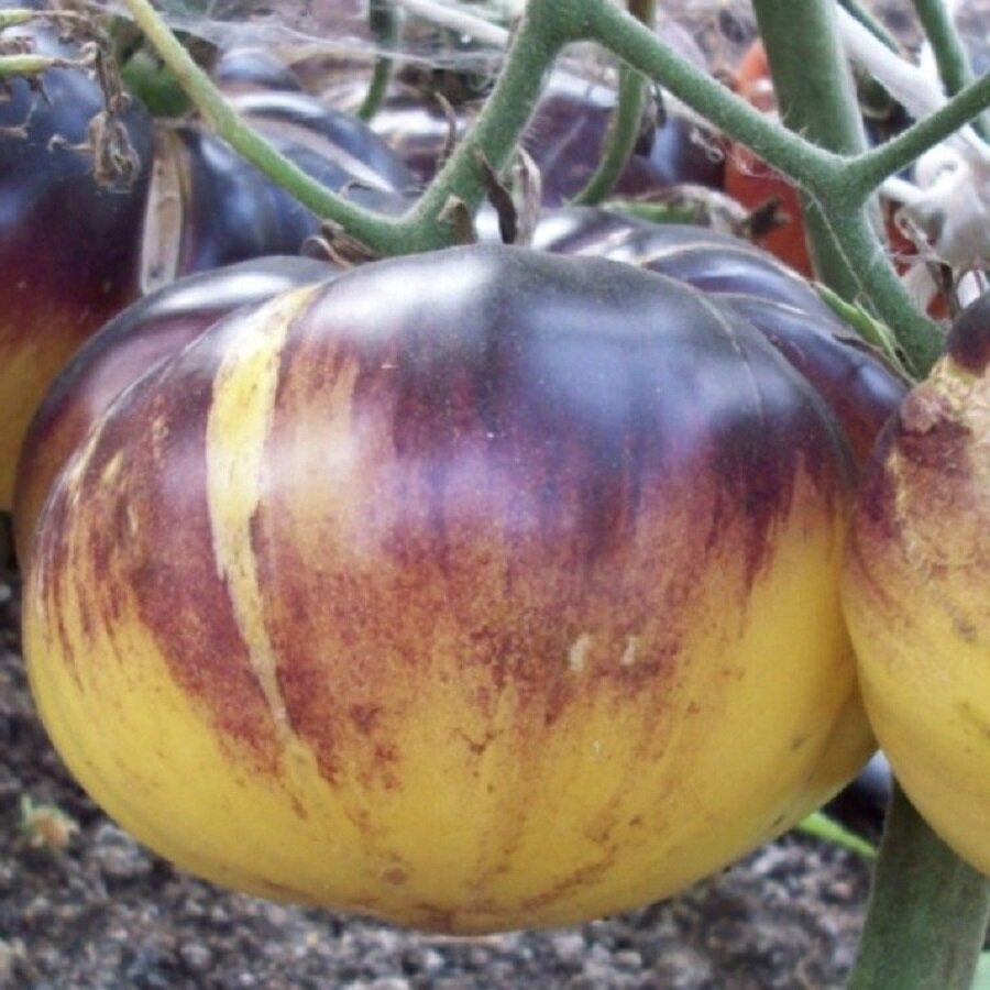 Семена Деодар Томат Сарт Ролуаз 10 шт.