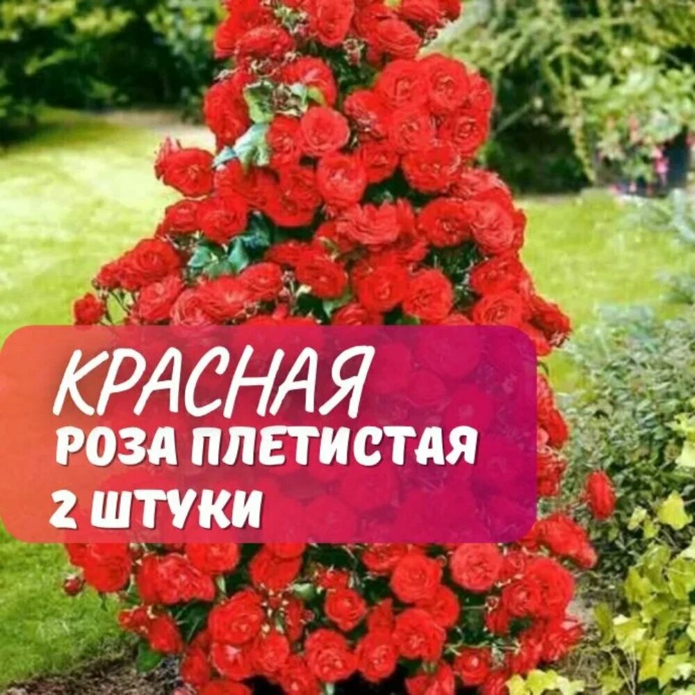 Роза плетистая Красная (Red) / 2 шт, ароматная, для арок, беседок