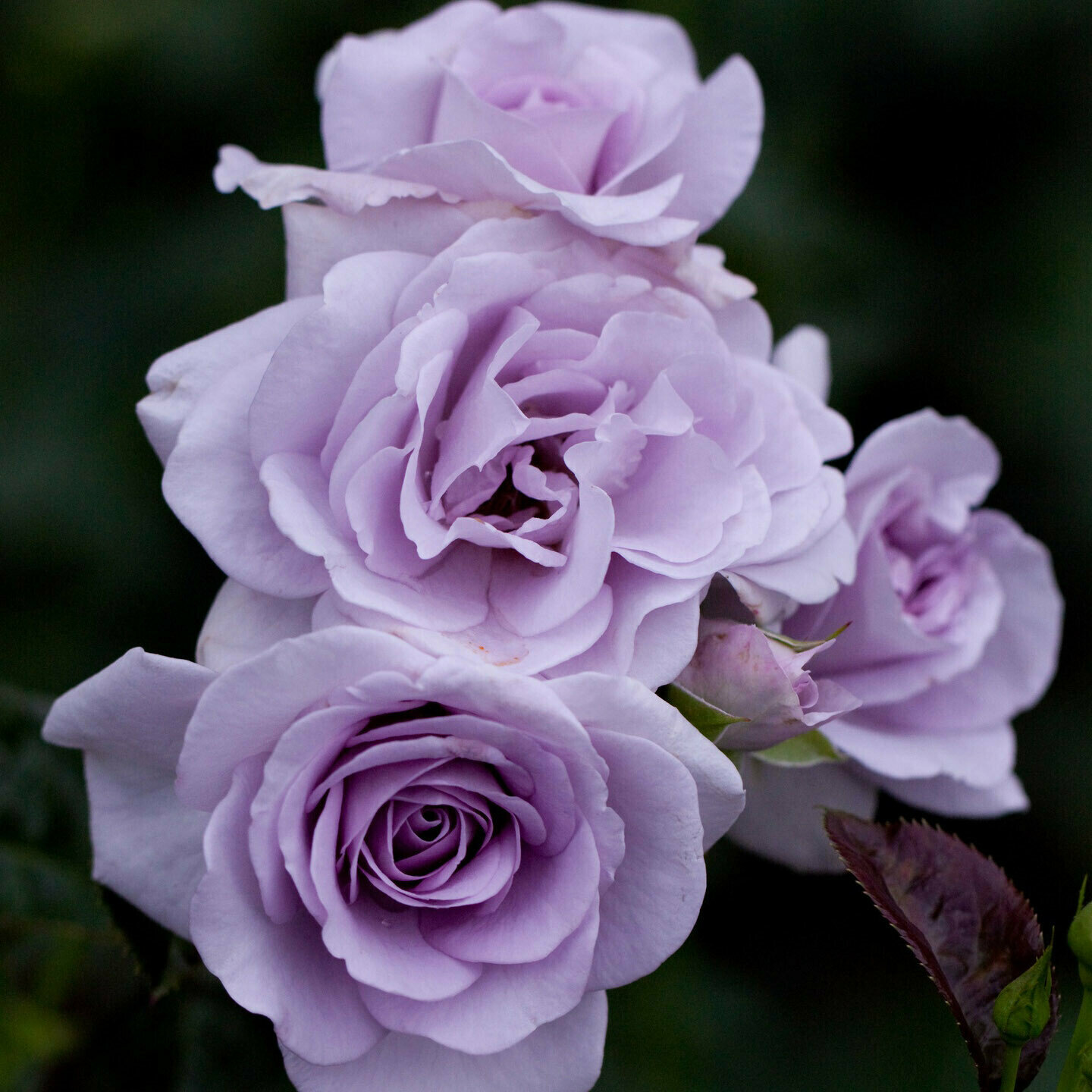 Роза флорибунда Блю Бажу (Blue Bajou ) / 2 шт, роз, ароматные