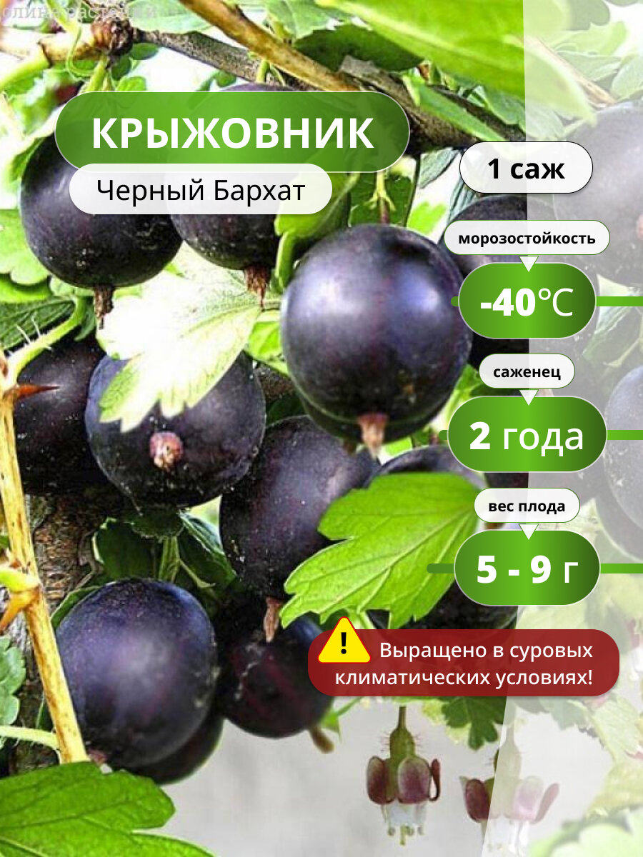 Крыжовник Черный Бархат, 1 , морозостойкий, высокоурожайный сорт